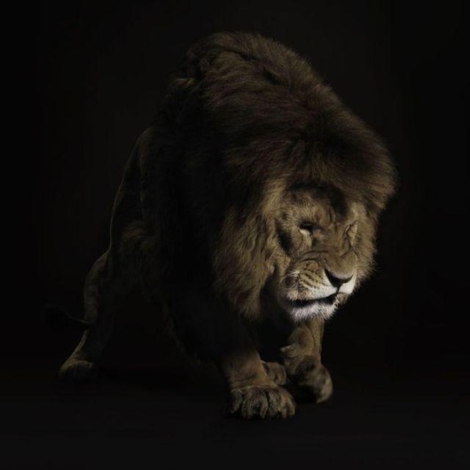 Fabulous Animals Photography | Funzug.com